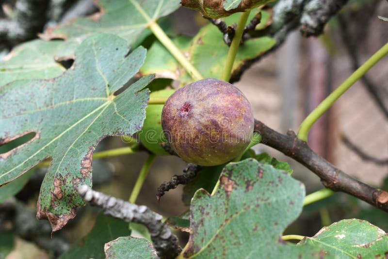 Fig stock photo. Image of maturing, leaves, branch, breva - 132857276
