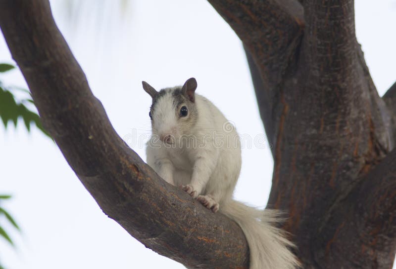 Brevard White Squirrel Black Ears Stock Photos - Free & Royalty-Free ...