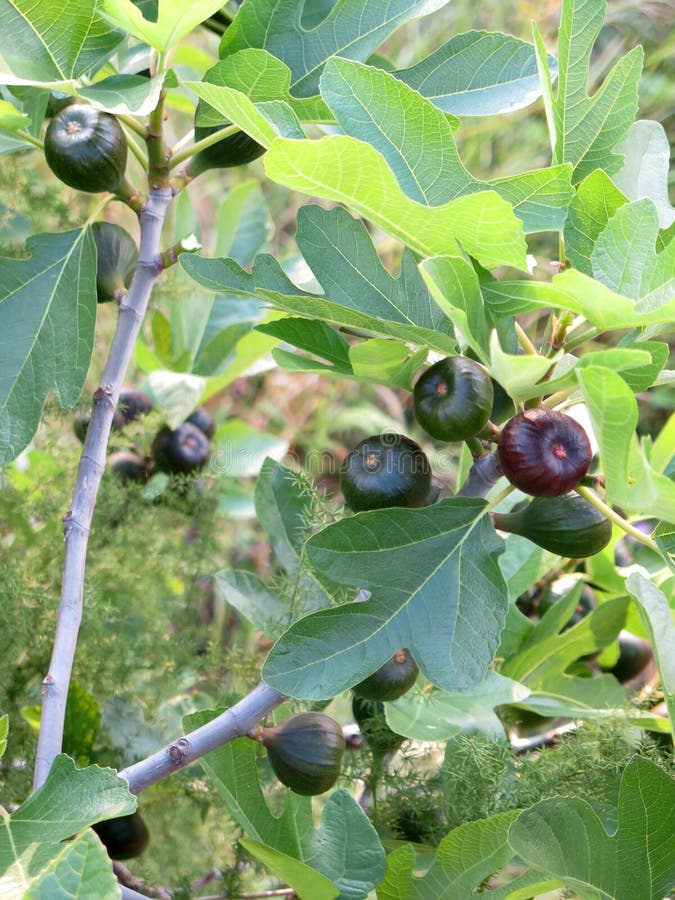 Brevas on Tree stock image. Image of fruit, product, vitamins - 71658493