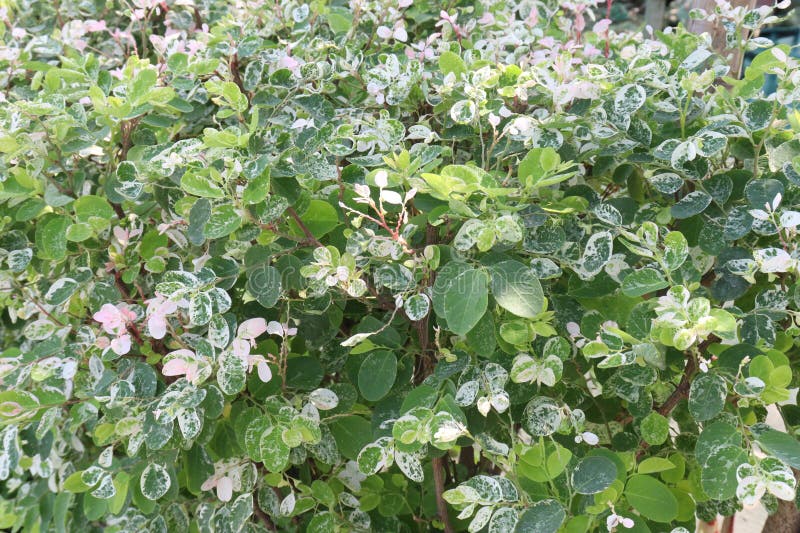 Disticha Tree Stock Photos - Free & Royalty-Free Stock Photos from ...