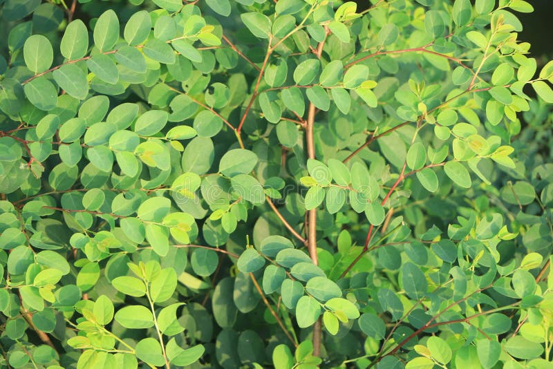 215 Breynia Plant Stock Photos - Free & Royalty-Free Stock Photos from ...