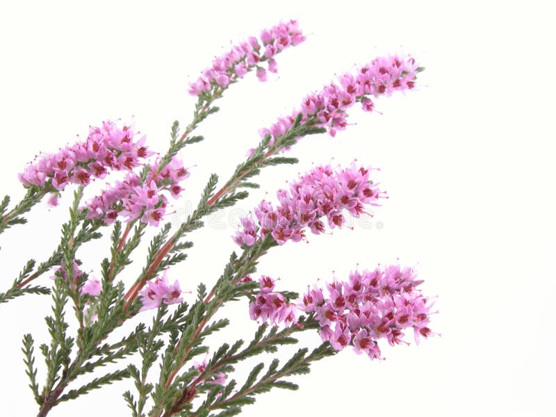 Brezo foto de archivo. Imagen de rosa, manojo, pétalo - 1201968