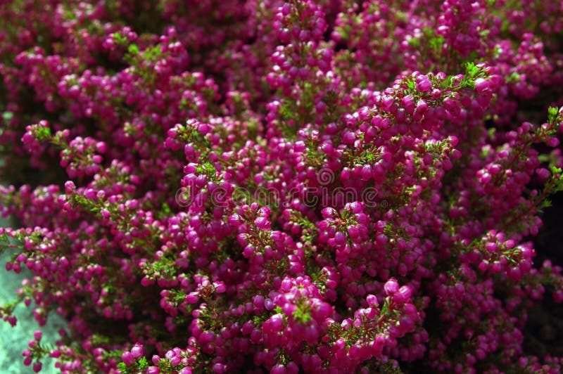 Brezo. imagen de archivo. Imagen de amarra, flor, cierre - 16336677