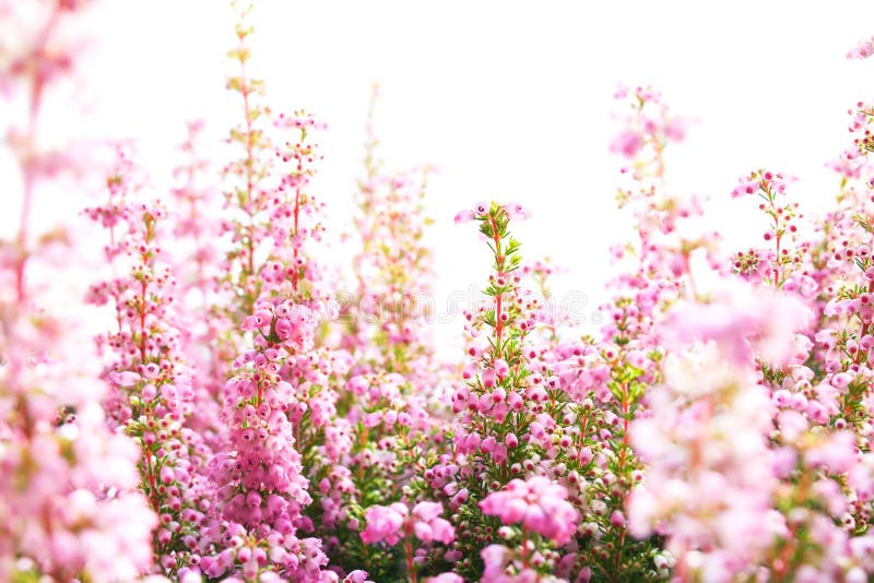 Brezo imagen de archivo. Imagen de vibrante, plantas - 21007895