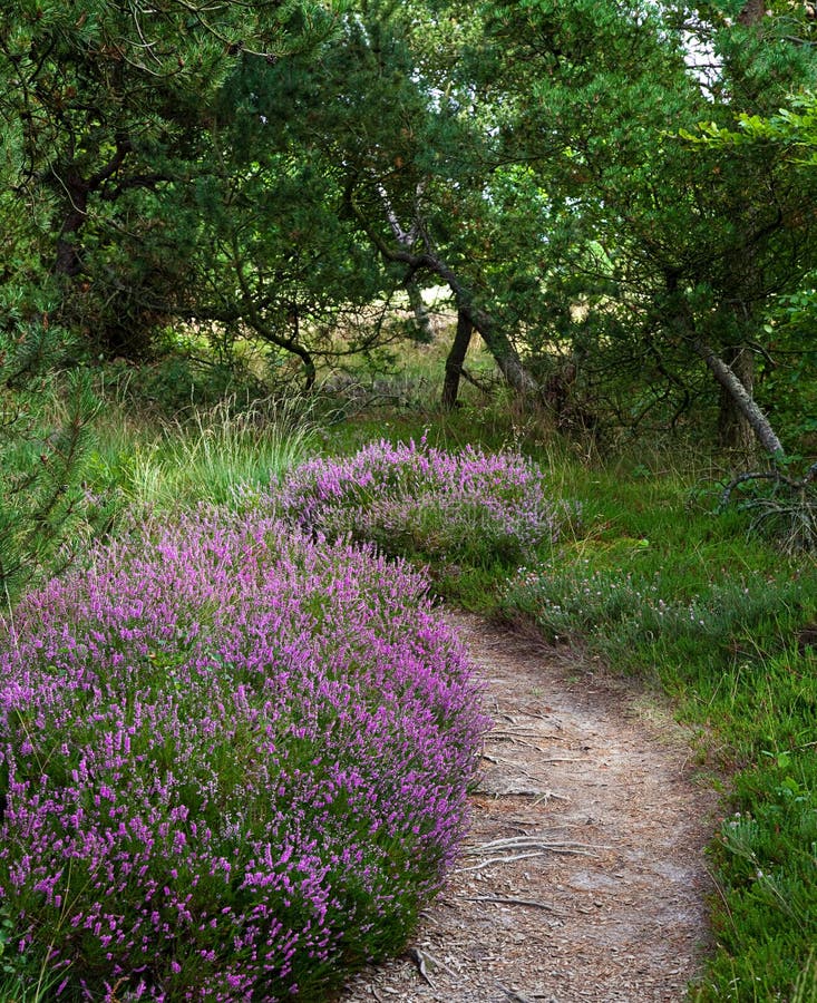 Brezo foto de archivo. Imagen de camino, brezo, flor - 26677294