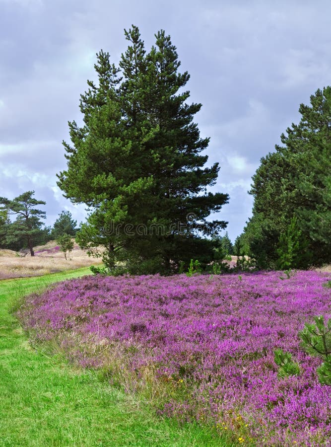 Brezo foto de archivo. Imagen de senderismo, bosque, cubo - 35409694