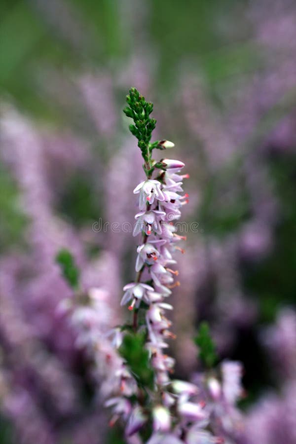 Brezo (Calluna vulgaris) imagen de archivo. Imagen de fauna - 12901043