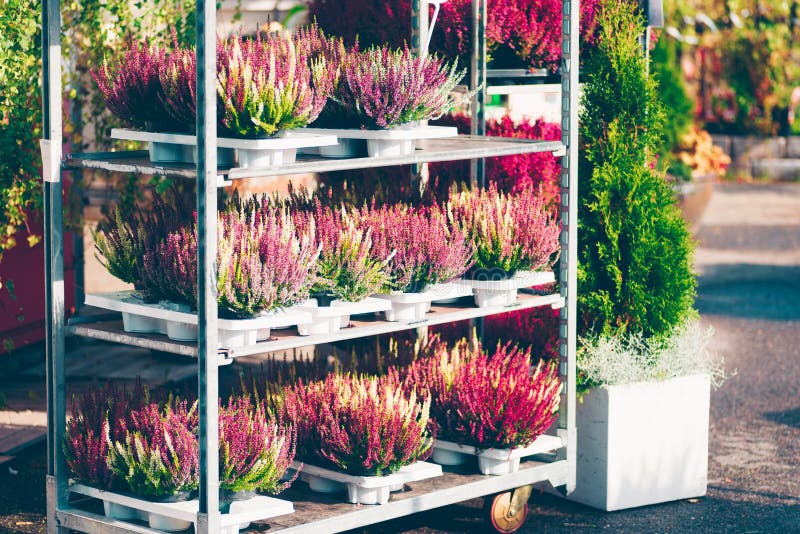 Brezo Común Cubierto Con Nieve Foto de archivo - Imagen de brezo ...