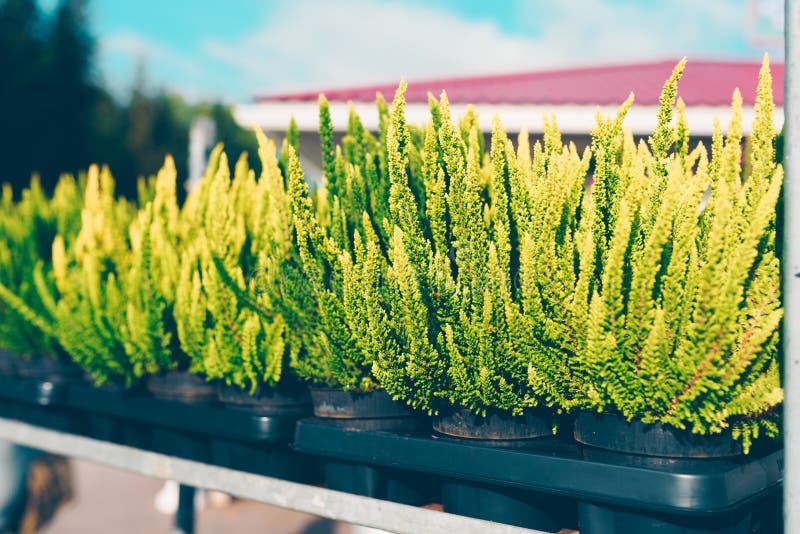 Brezo Común Cubierto Con Nieve Foto de archivo - Imagen de brezo ...