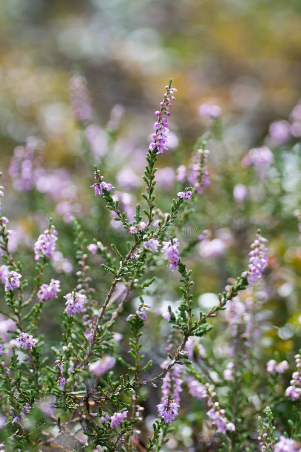 Brezo del bosque foto de archivo. Imagen de cubo, escénico - 53741376