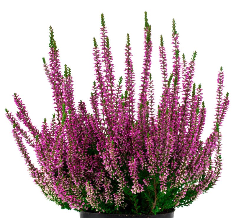 Brezo en el fondo blanco imagen de archivo. Imagen de planta - 101290839