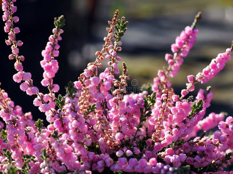 Brezo Hermoso En Flor Con La Picea Azul En El Fondo Foto de archivo ...