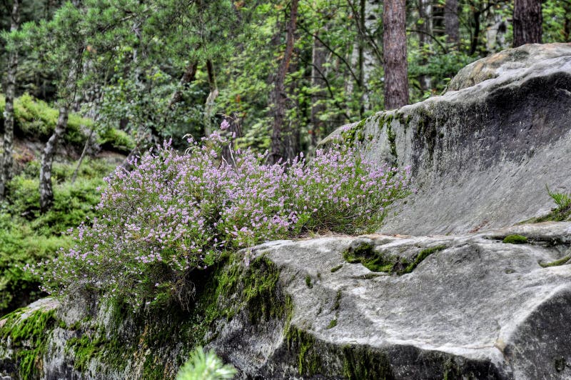 Brezo Que Crece En Humedales En Noruega Imagen de archivo - Imagen de ...