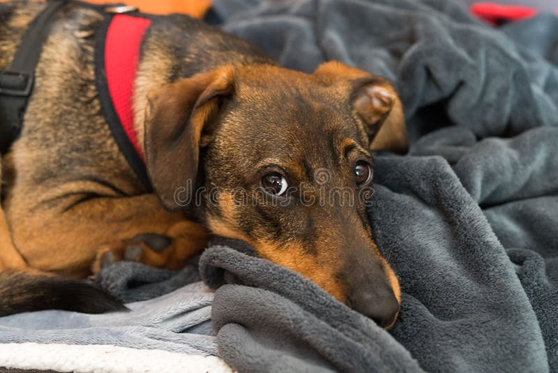 Brian on the couch stock image. Image of boat, sailors - 116739821