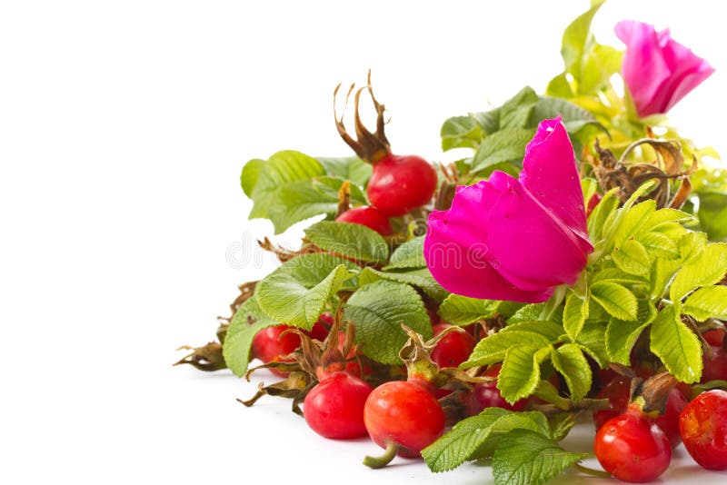 Briar image stock. Image du lame, régime, fleur, automne - 26907603