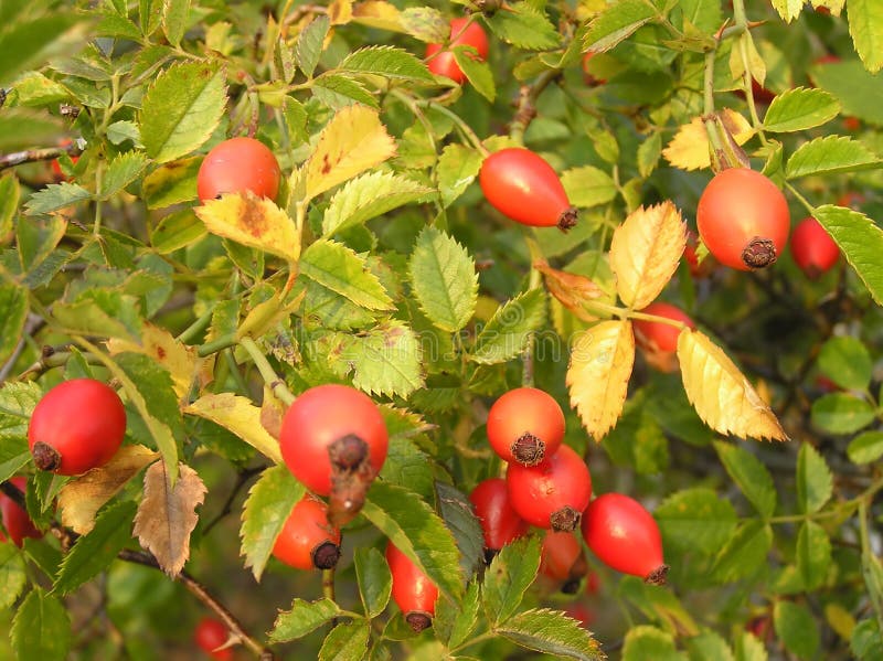 Briar stock image. Image of flora, berry, brierberry, rose - 4407769