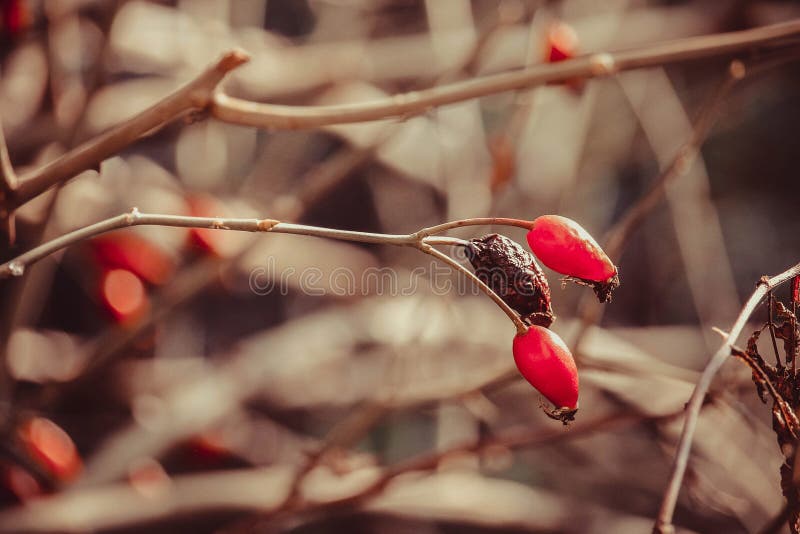 Briar stock photo. Image of rose, sharp, sepia, food - 143656058