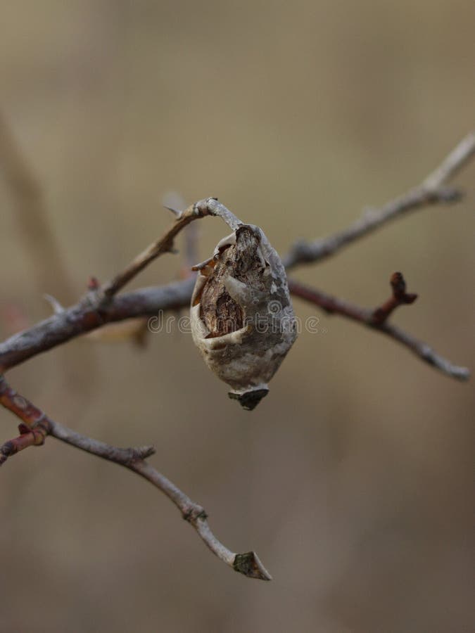 Briar in late Autumn. stock image. Image of autumn, surface - 103413507