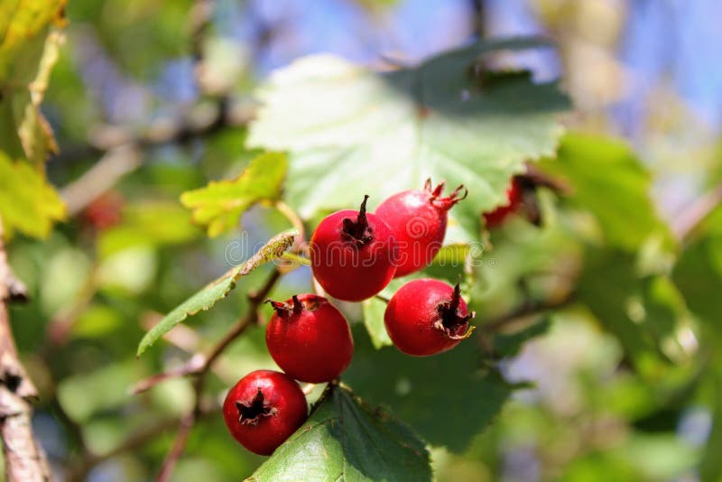 Briar Berries Growing on Branches of a Bush Stock Image - Image of ...