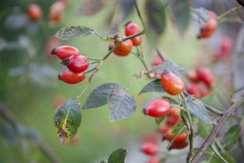 Dry Briar on the Branch on Green Natural Background Stock Photo - Image ...