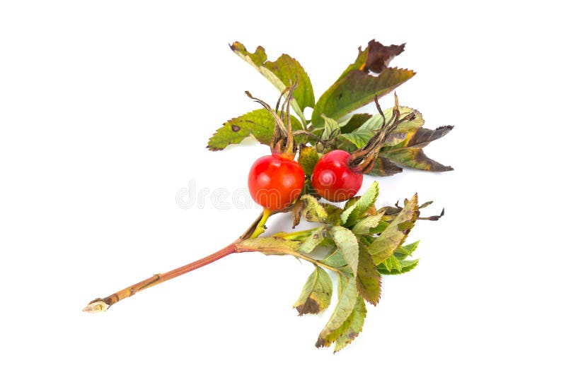 Briar stock photo. Image of fresh, green, healthful, plant - 42931226