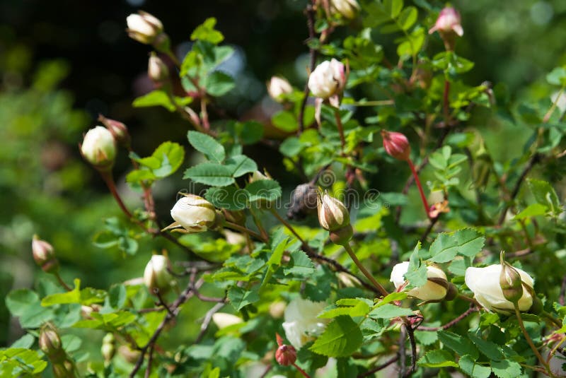 Briar, Brier, Dog-rose Bud Blooming. Green Leafs Background Stock Image ...
