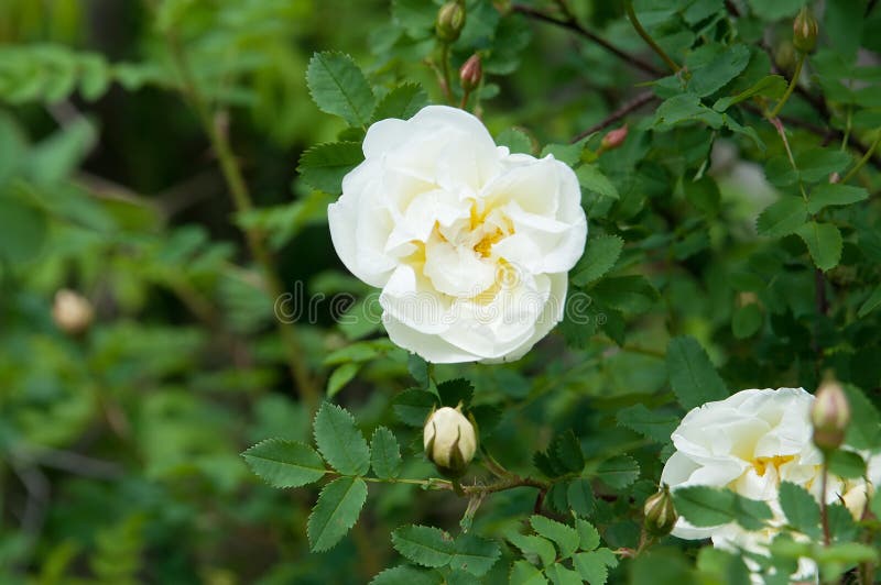 Briar, Brier, Dog-rose Bud Blooming. Green Leafs Background Stock Image ...