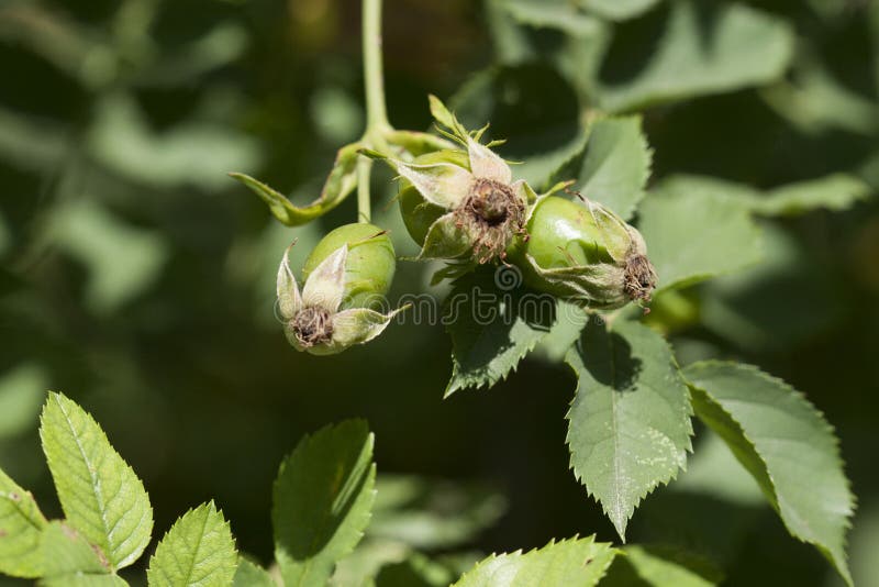 Briar bush stock photo. Image of bush, spring, briar - 56820700