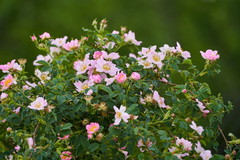 Briar bush closeup stock photo. Image of plant, flower - 186990412