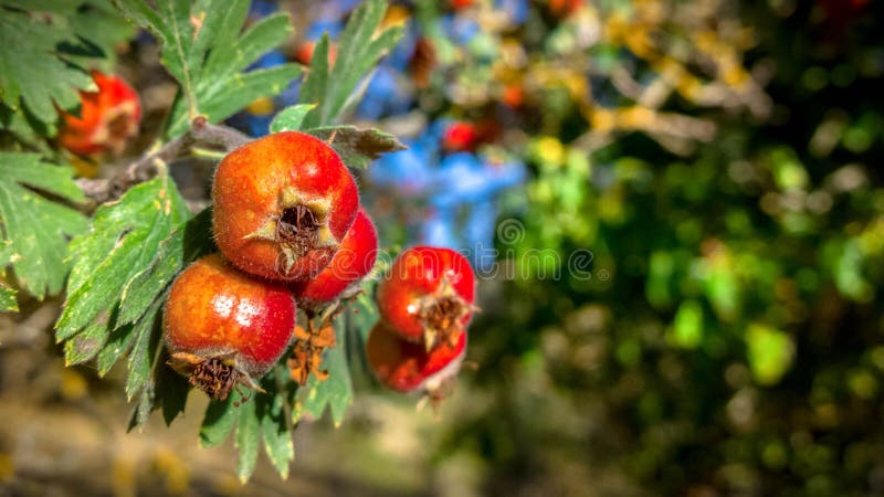 Sweet briar tree stock image. Image of rosa, rose, sweet - 58815677