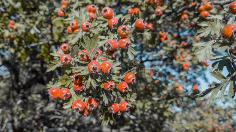 Briar stock photo. Image of sweet, nature, briar, leaf - 59600236