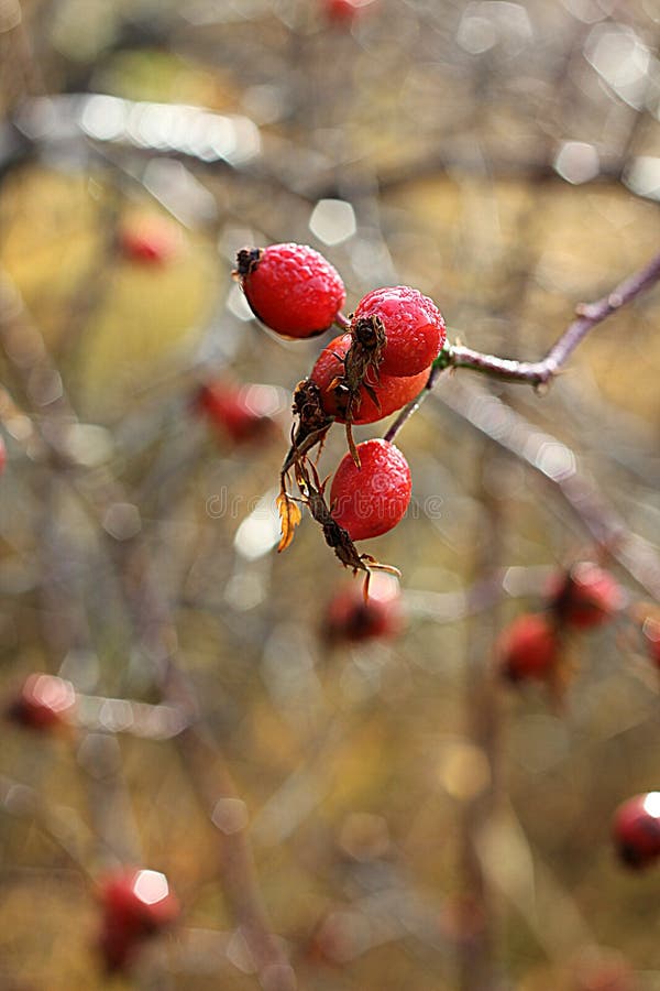 Red Berries among Thorns and Briars Stock Photo - Image of thorns ...