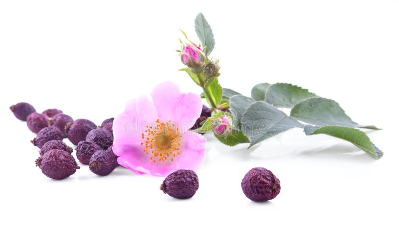 The Briar Dry Fruits with the Blossoming Branch Stock Photo - Image of ...