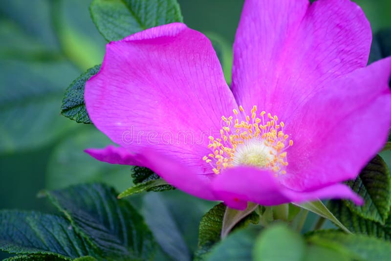 Briar flower stock photo. Image of beautiful, flower - 44439214