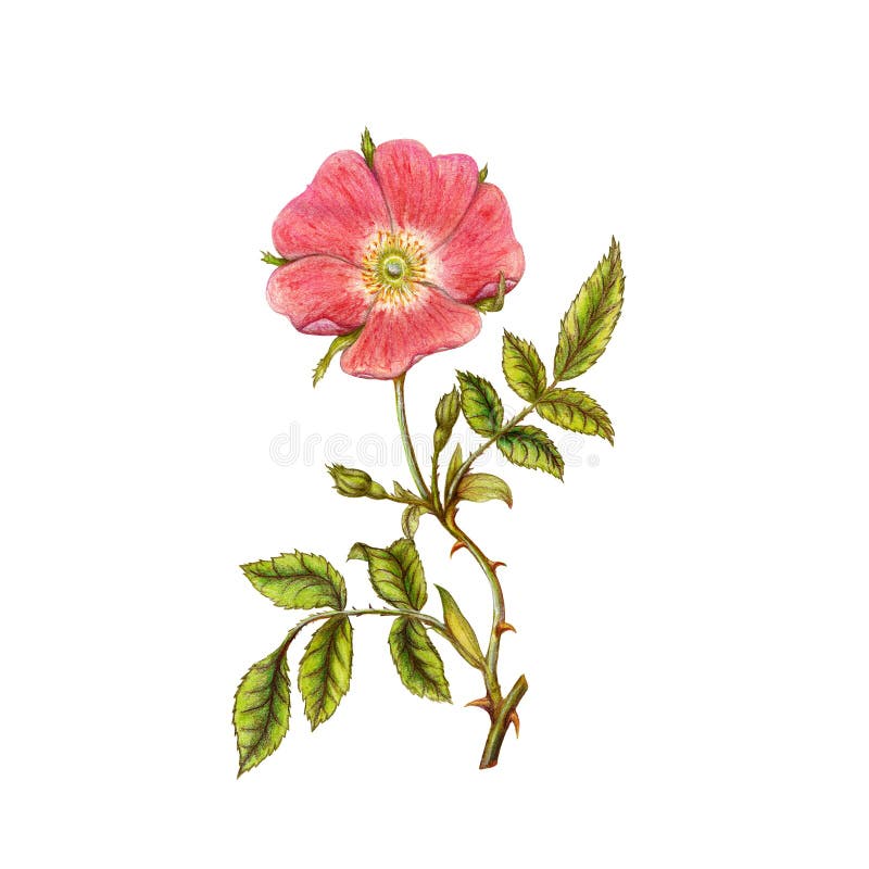 Briar flower stock illustration. Illustration of drawn - 70350892