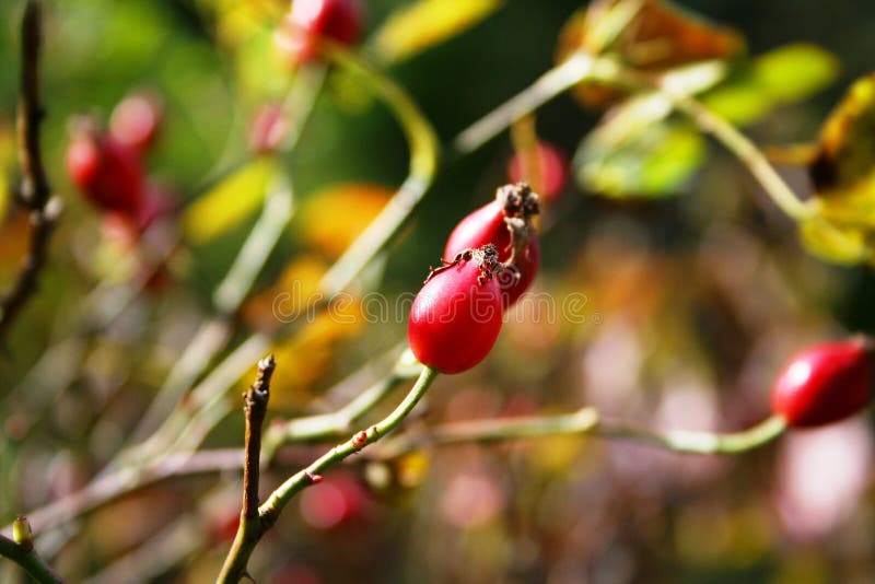 Briar fruit stock photo. Image of flower, food, branch - 81226218