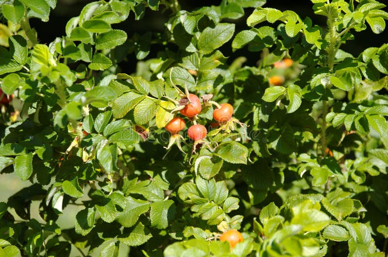 Briar fruits stock image. Image of herb, vitamin, plant - 76175469