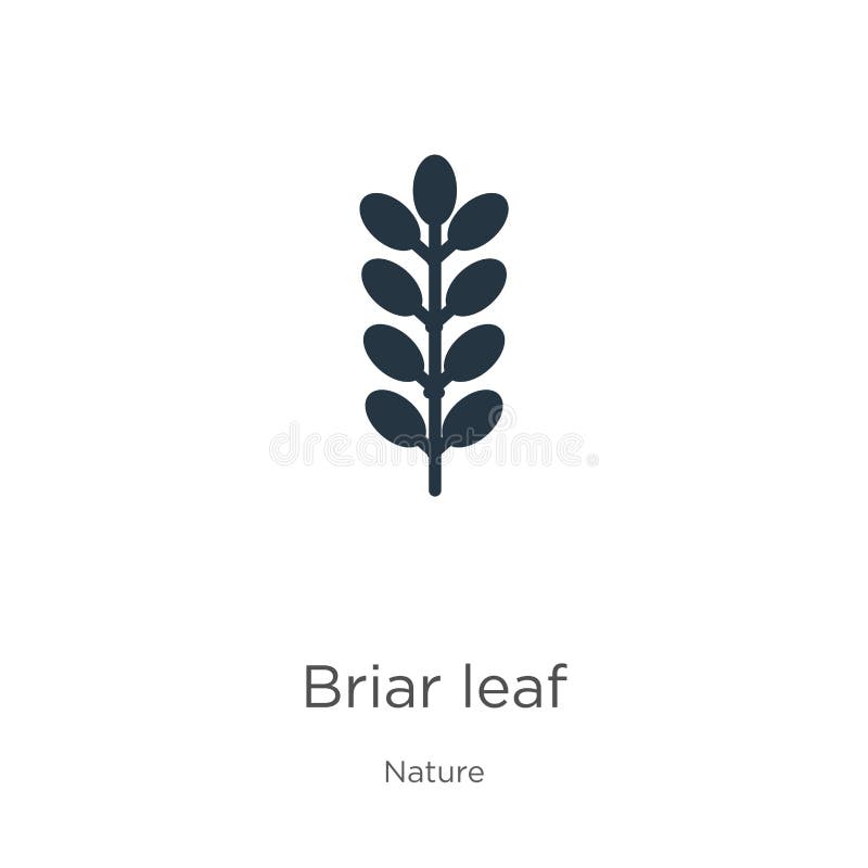 Briar Leaf Icon Vector. Trendy Flat Briar Leaf Icon from Nature ...
