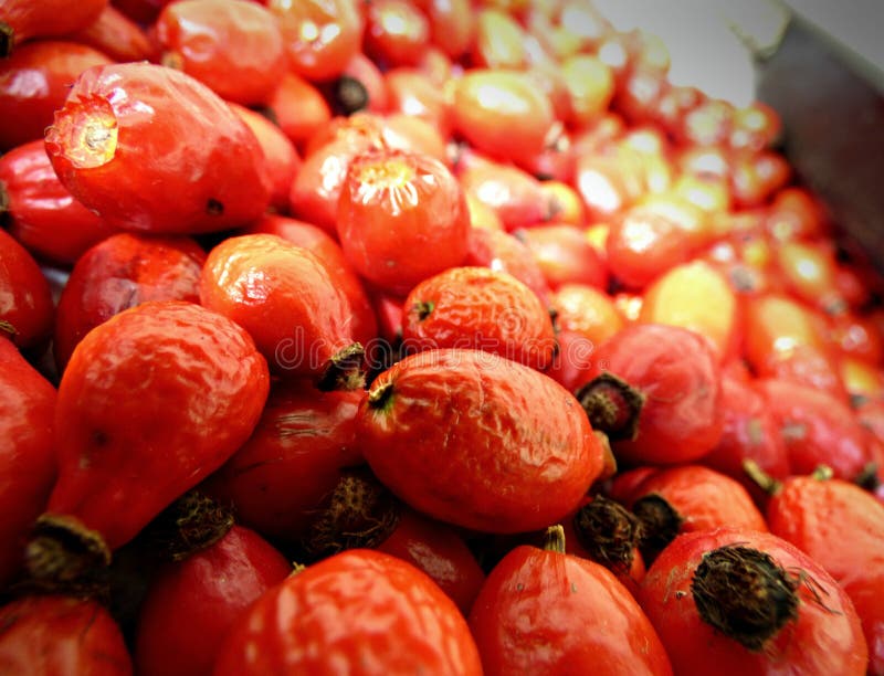 Briar stock image. Image of macro, tree, sweetbriar, briar - 80072191