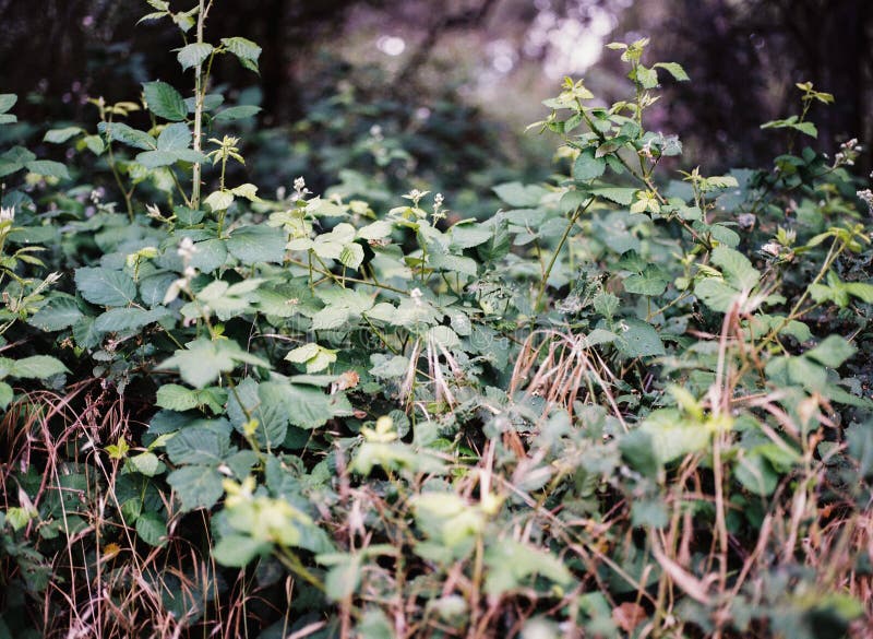 Briar Patch stock image. Image of autumn, wildflower - 261637225
