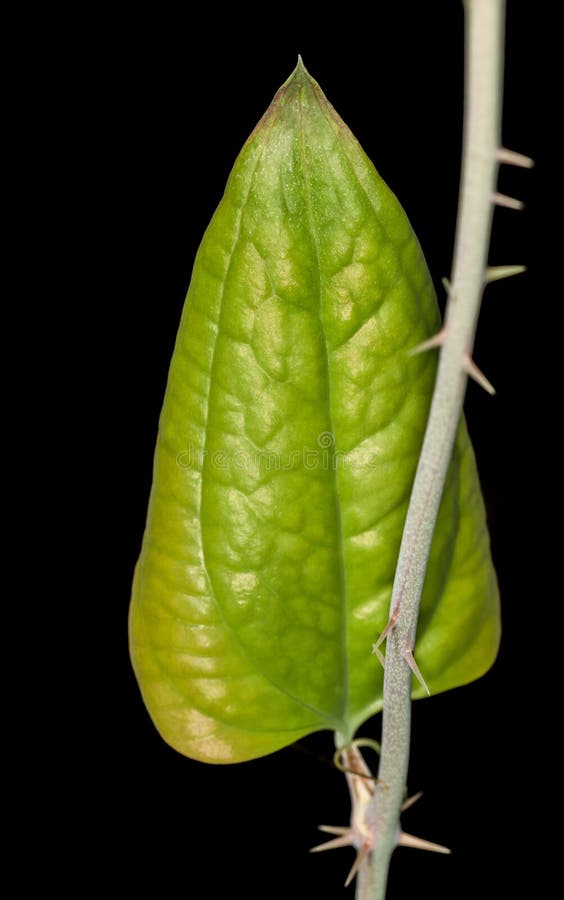 The Briar Patch stock image. Image of green, thorn, dark - 73110529