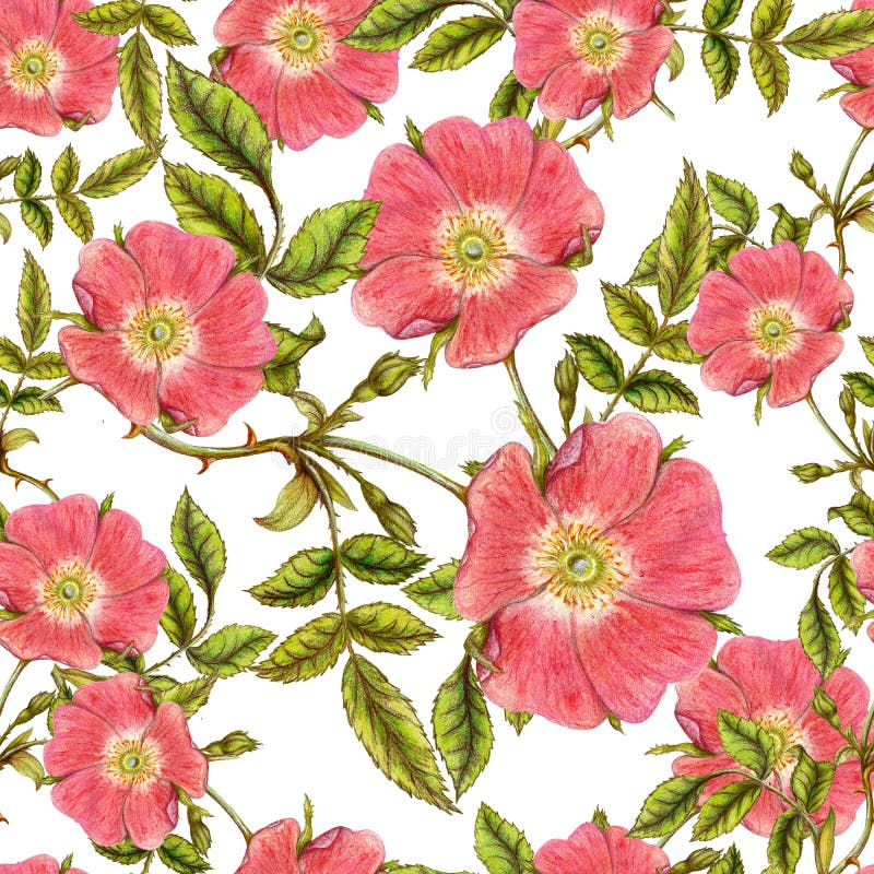 Briar flower stock illustration. Illustration of drawn - 70350892