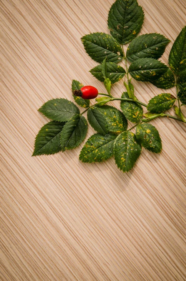 Briar stock photo. Image of nature, homeopathy, wild - 34580906