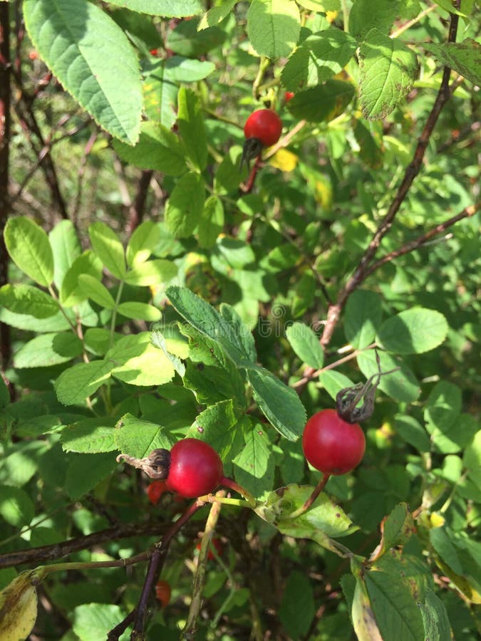 Briar stock image. Image of briar, garden, leaves, botanic - 76936829