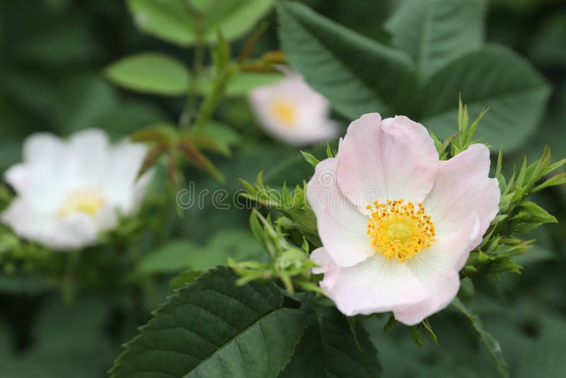 Briar Rose Bush with Beautiful Flowers Outdoors, Closeup. Space for ...