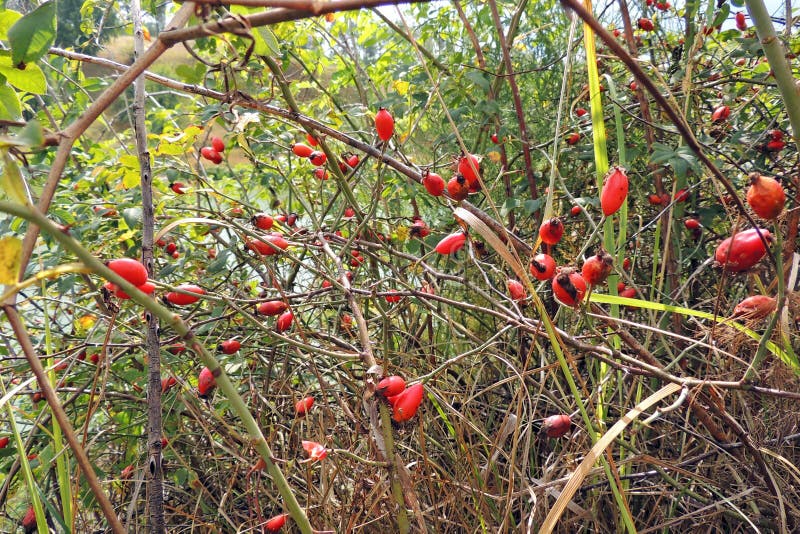 Big Unripe Briar Berry on a Bush Stock Image - Image of health, dogrose ...