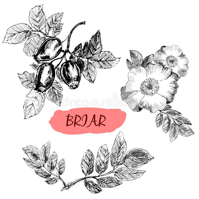Briar. Wild rose stock vector. Illustration of drawing - 38053578