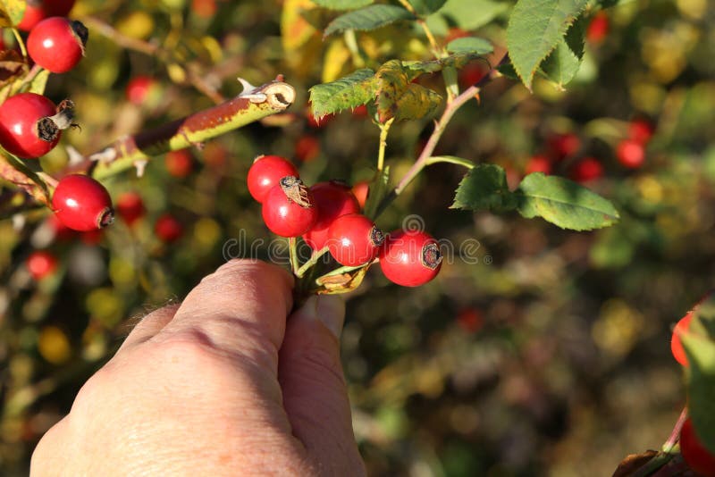 Briar, Wild Rose Hip Shrub in Nature Stock Image - Image of frost ...