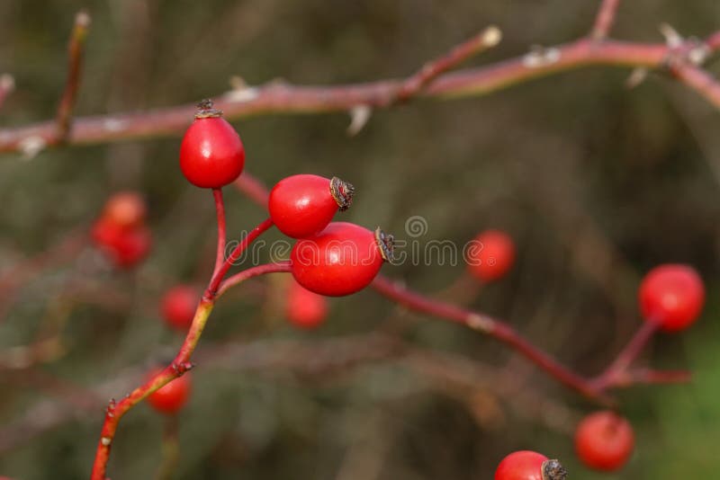Briar, Wild Rose Hip Shrub in Nature Stock Photo - Image of nature ...