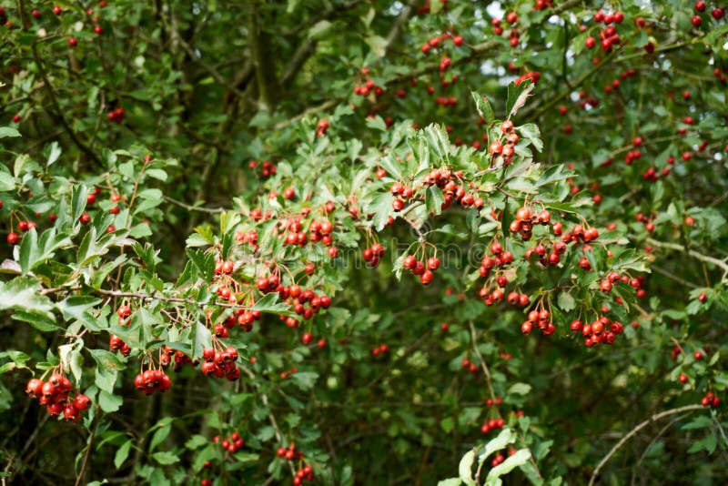 Briar, Wild Rose Hip Shrub in Nature Stock Photo - Image of ripe, briar ...